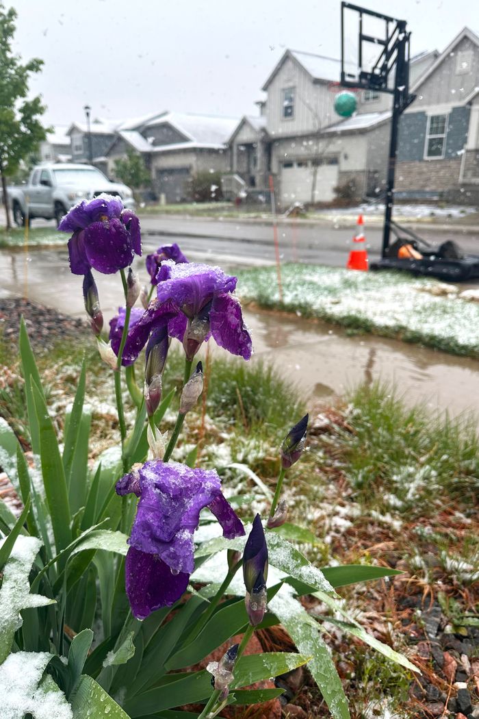 A late spring snowstorm slams Colorado, closing schools and ...