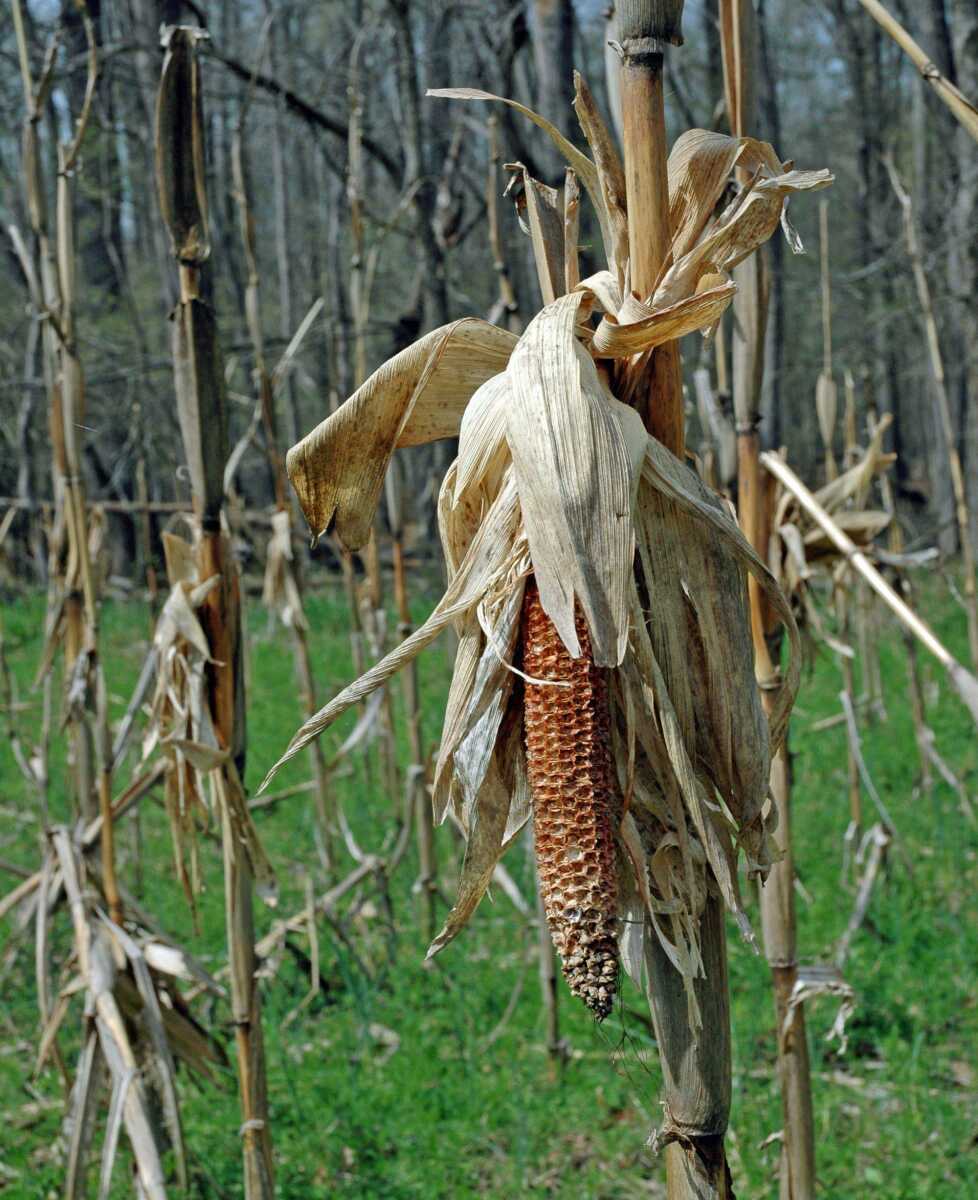 The origin of 'corn' in the U.S.