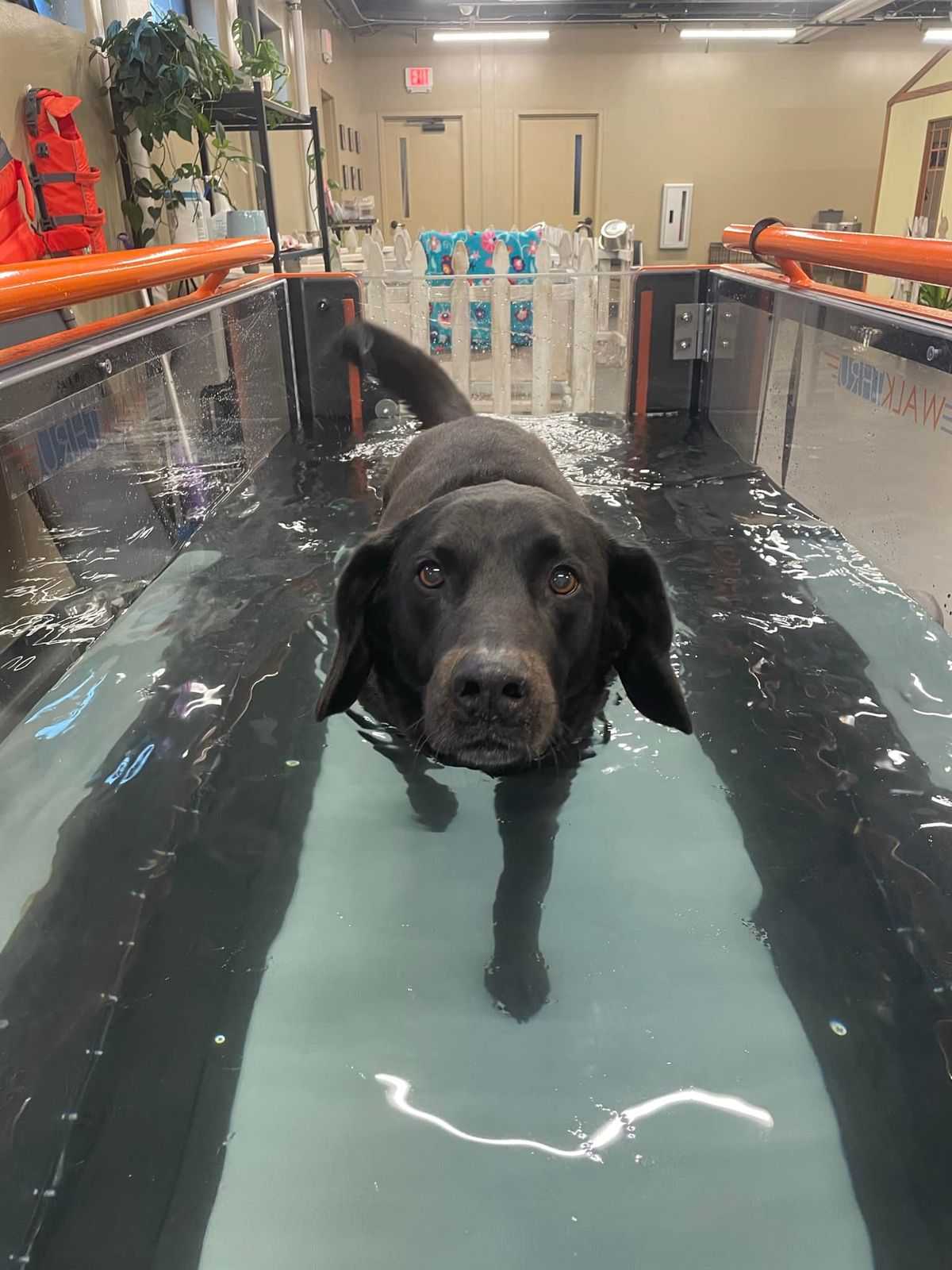 Puddle Jumper Rehabilitation is Putting the Pep in Your Pet’...