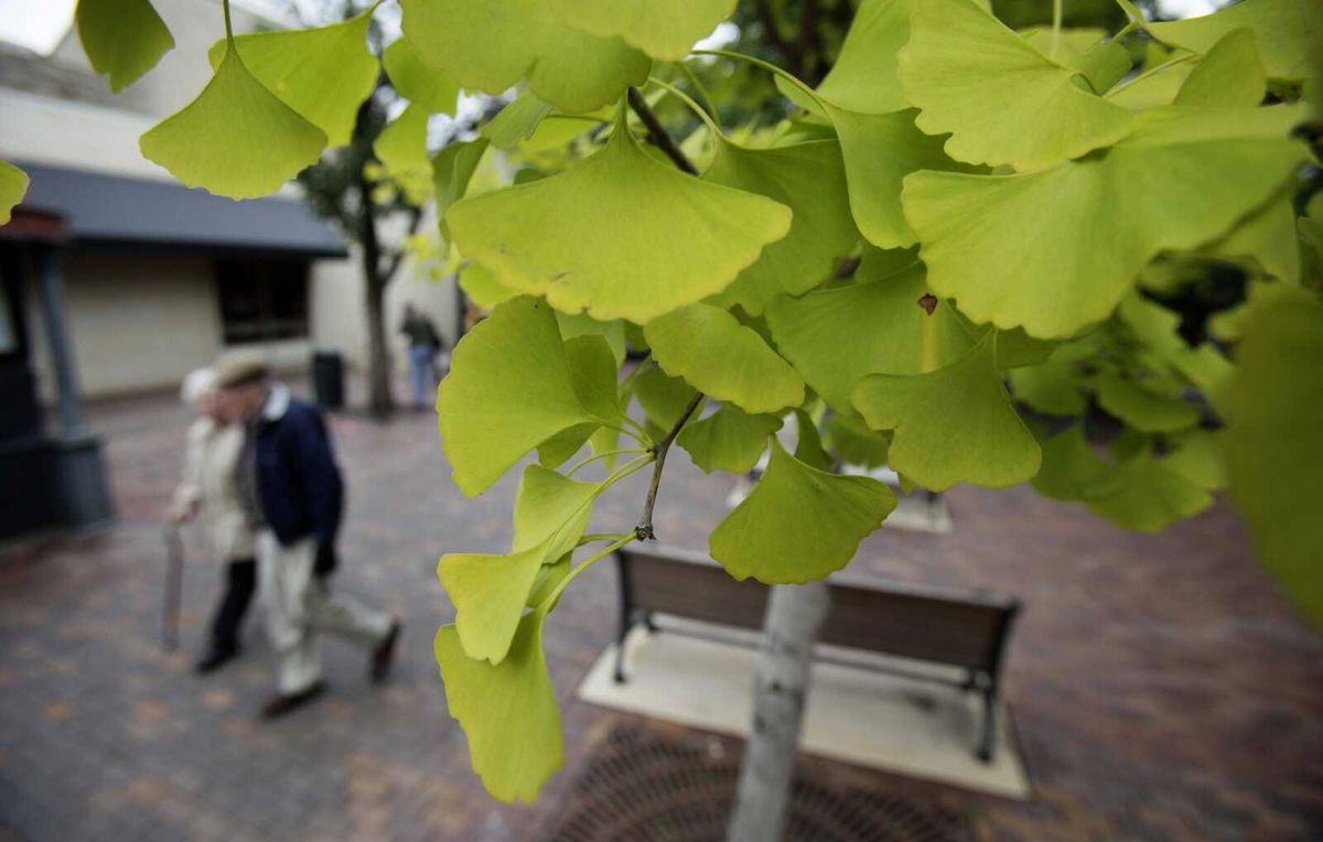 Smell has some cities ripping out ginkgo trees