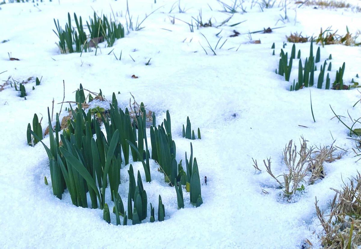 Cheering for spring