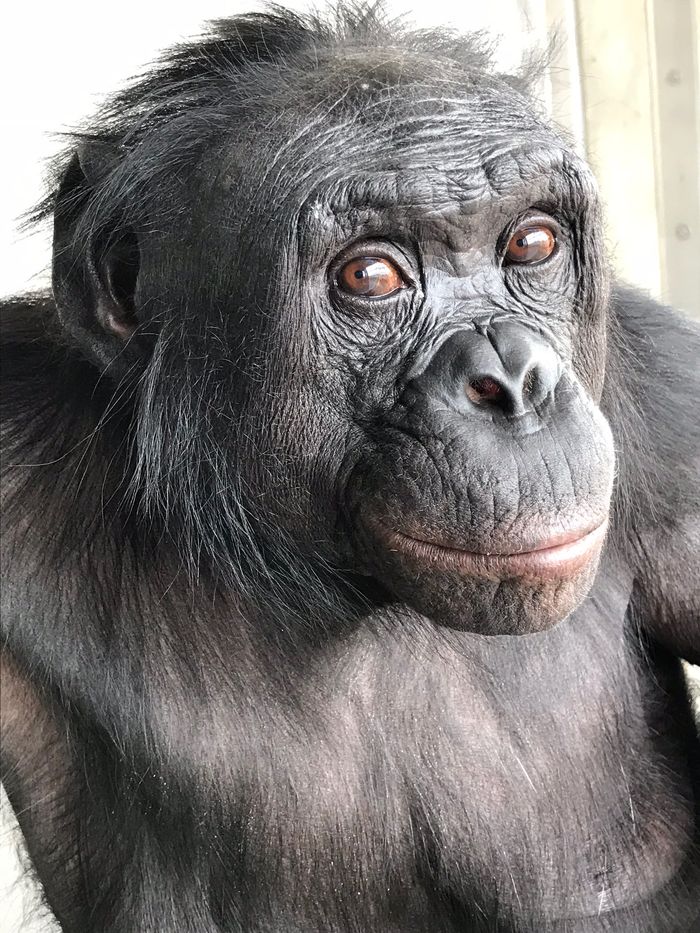 Can apes play pretend? Scientists use an imaginary tea party to find o...