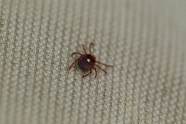 Midwest tick bite ER visits hit record high this spring, CDC...