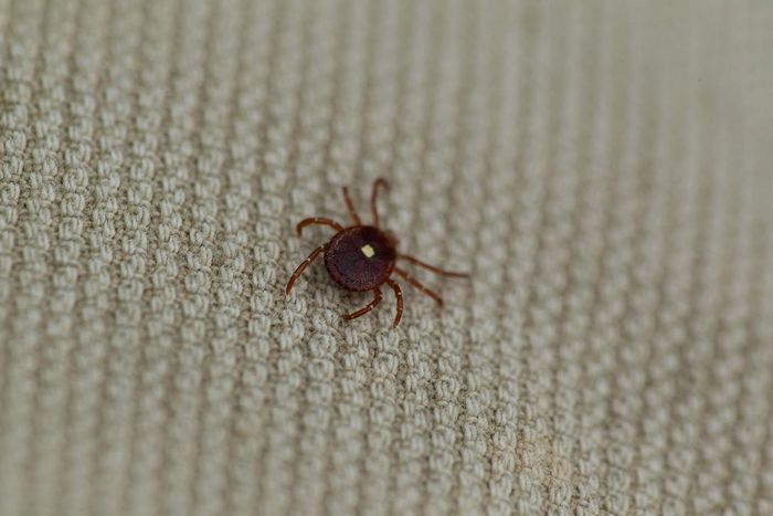 Midwest tick bite ER visits hit record high this spring, CDC...