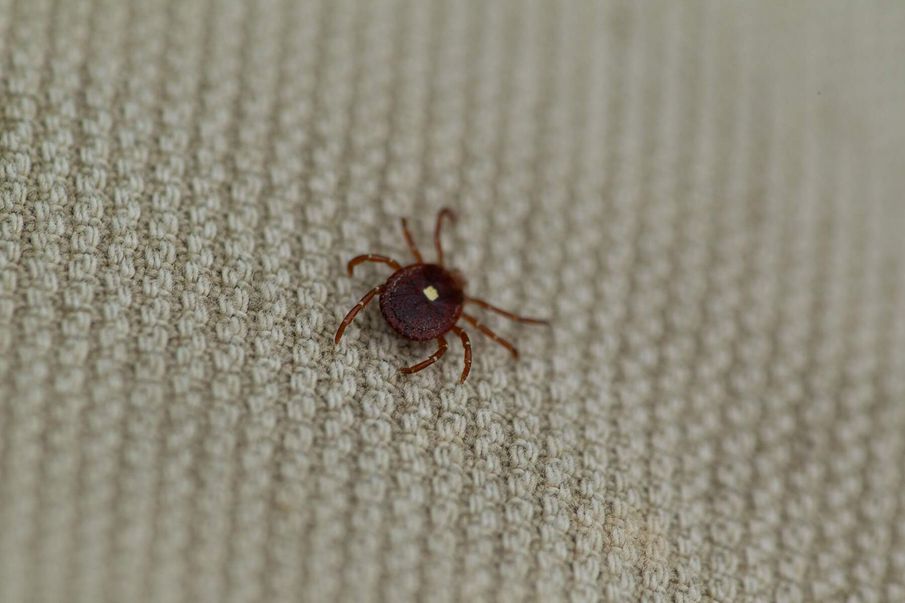 Midwest tick bite ER visits hit record high this spring, CDC...