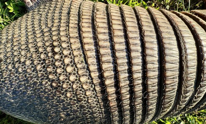 Through the Woods: Shielded like a dinosaur