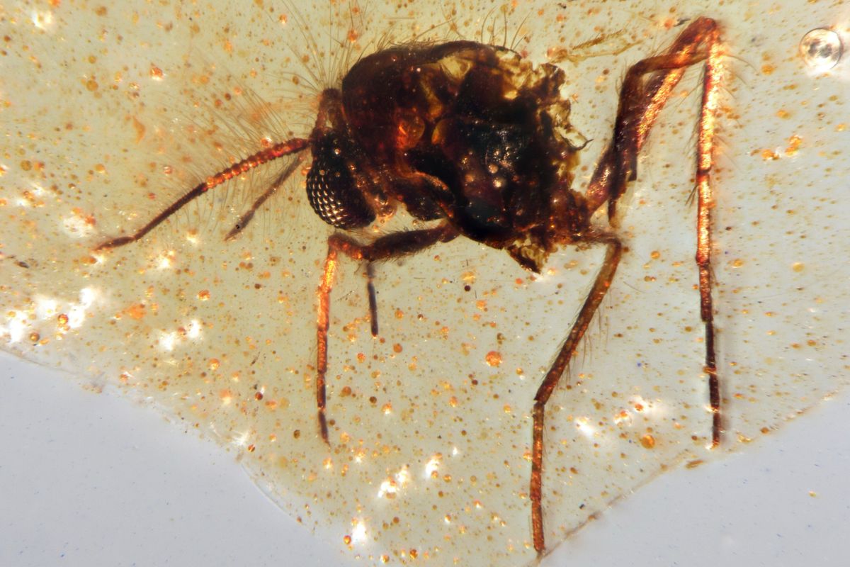 Discovery of insects trapped in amber sheds light on ancient...