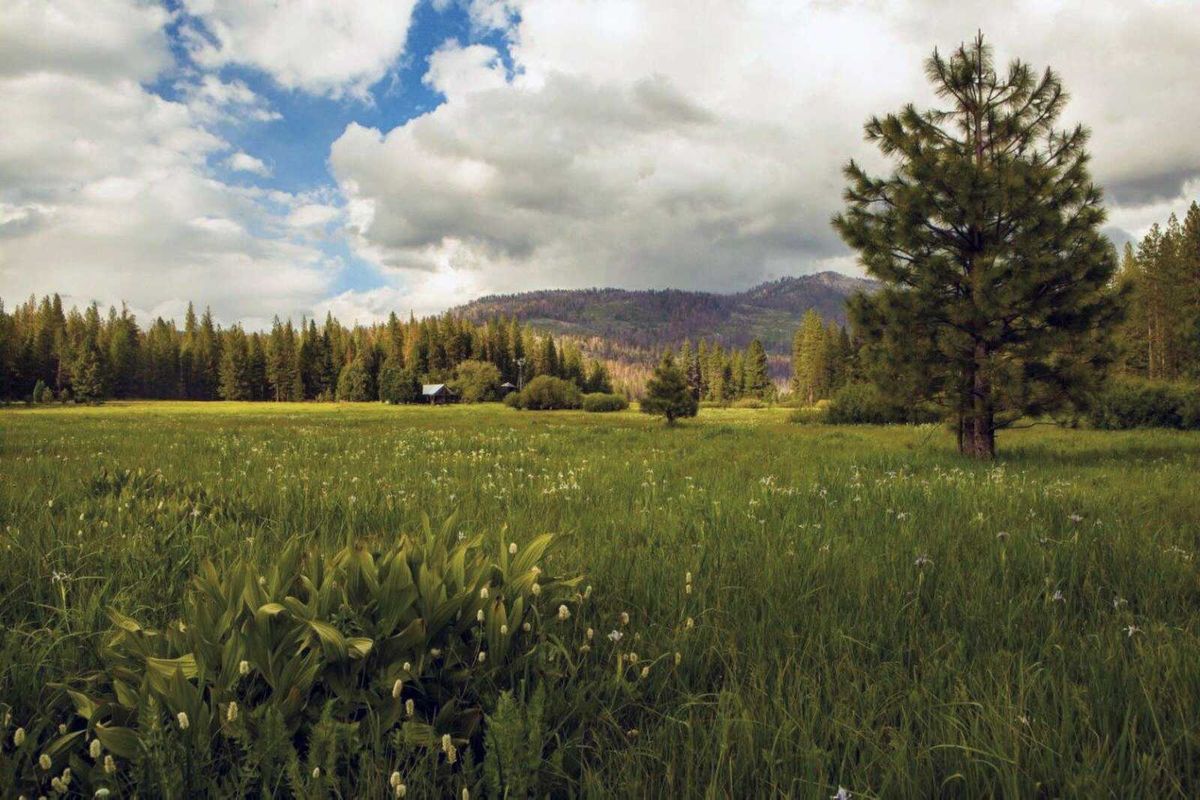 Yosemite adding 400 acres of meadow, forest