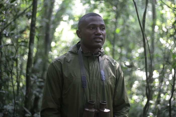 Conservationists connect with chimps in a Ugandan rainforest as they s...