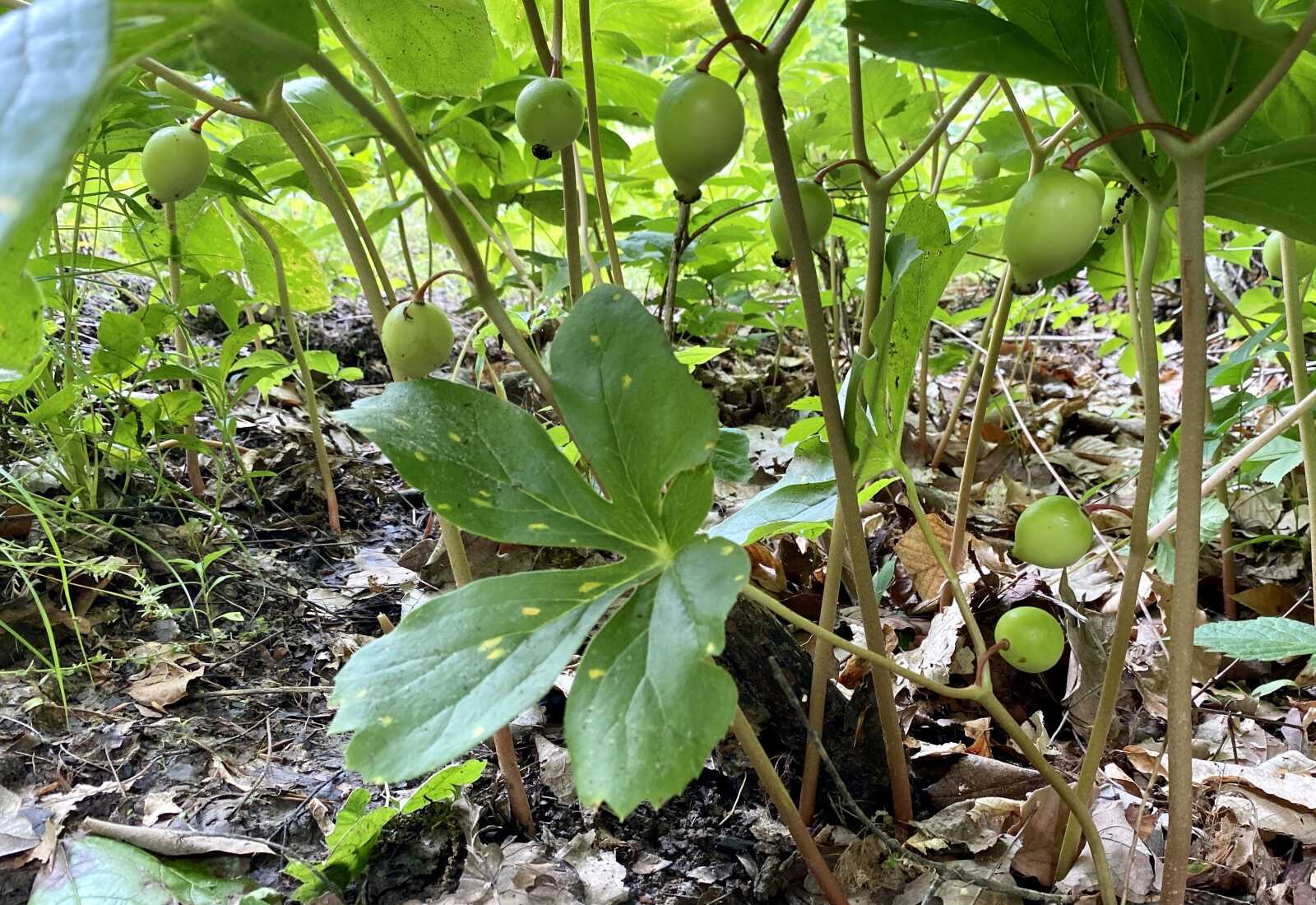 This is why it's called mayapple