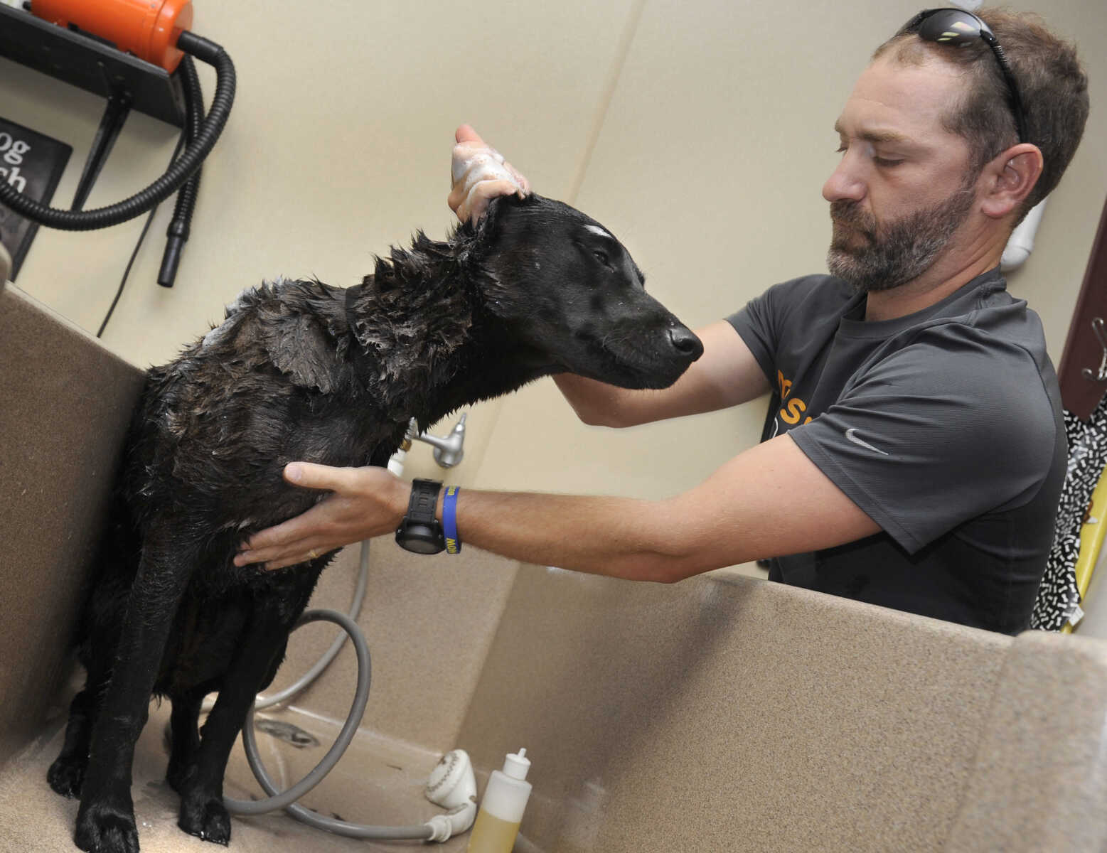 Pets, like humans, are prone to sunburn, bug bites and more