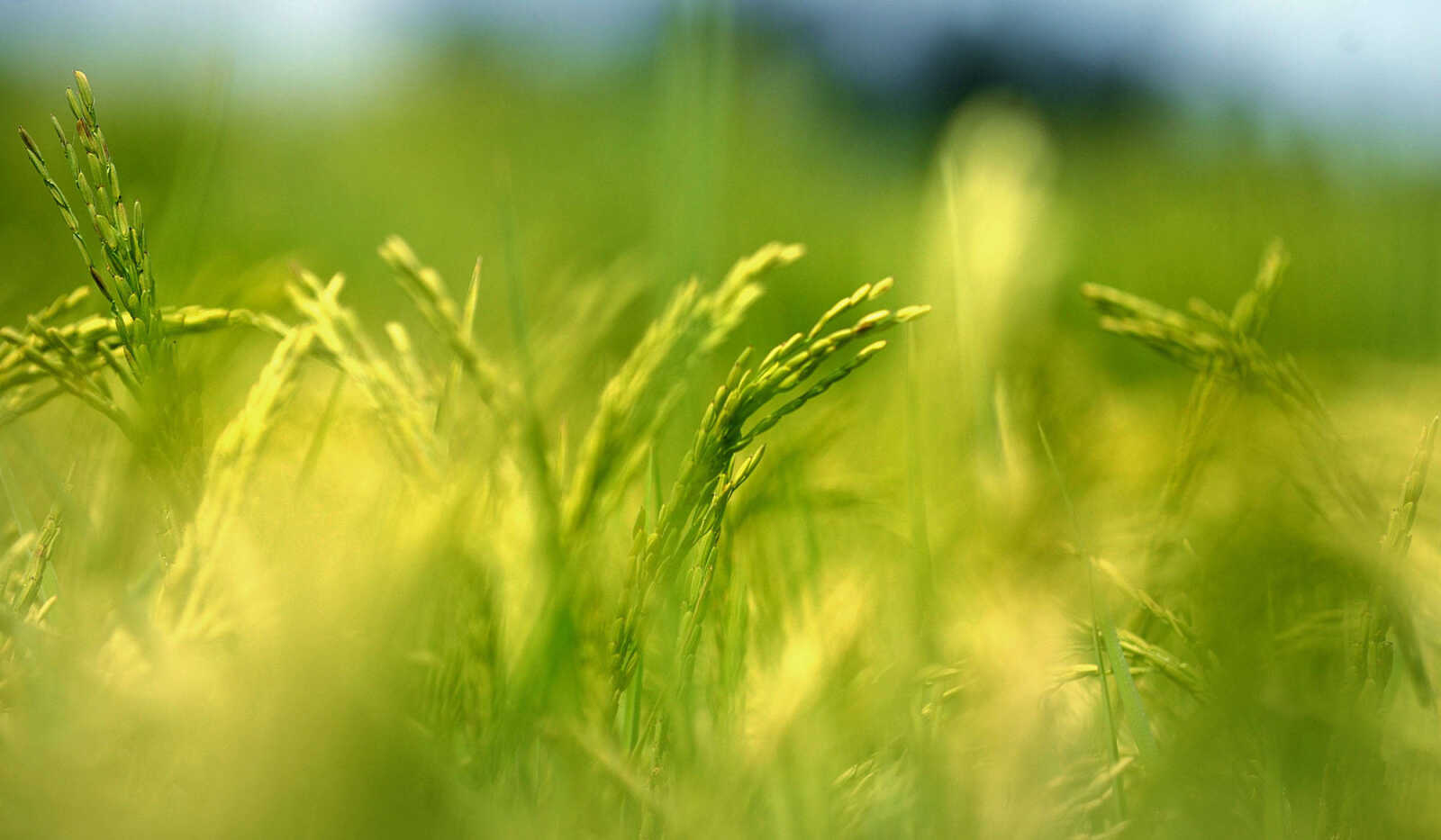 Missouri Rice Farm Field Day