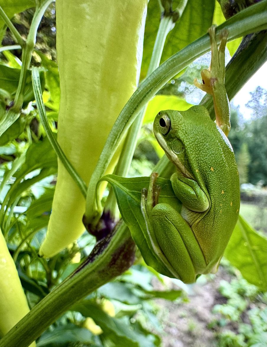 Through the Woods: A friend in the garden