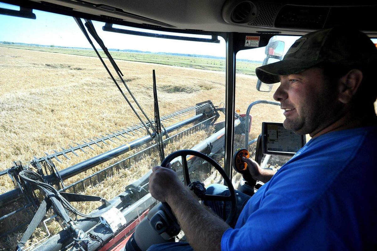 Missouri rice production now extends as far north as Cape