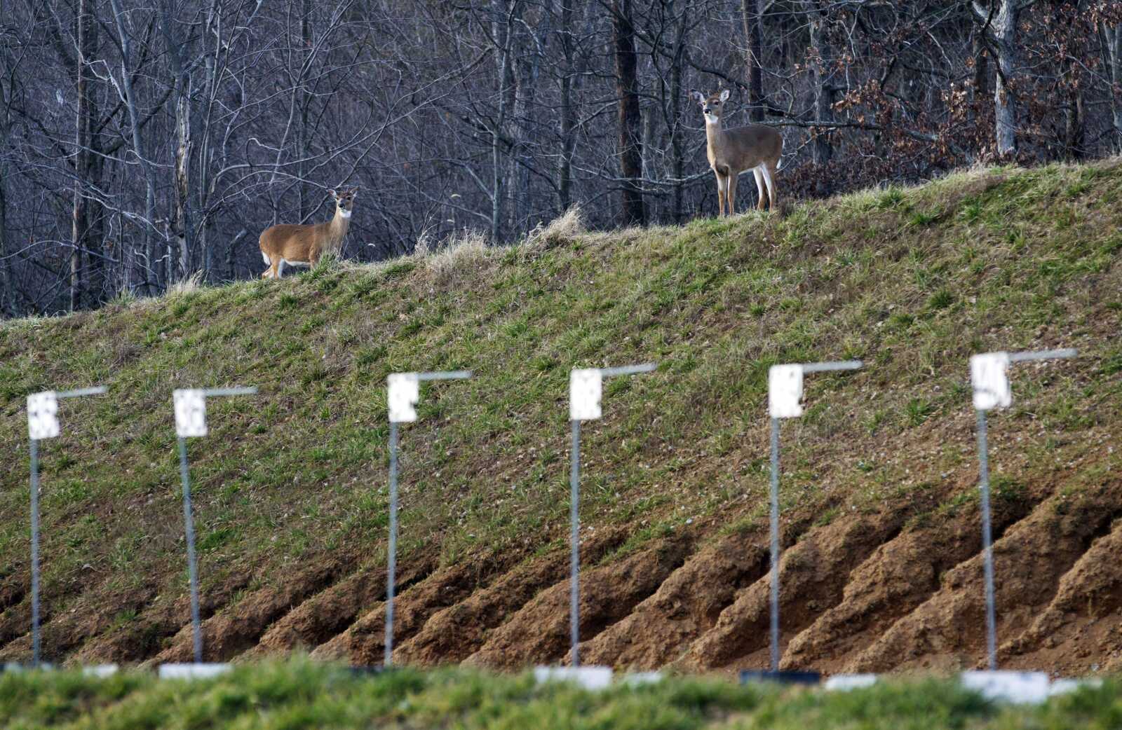 Deer find haven at FBI shooting range during hunting season