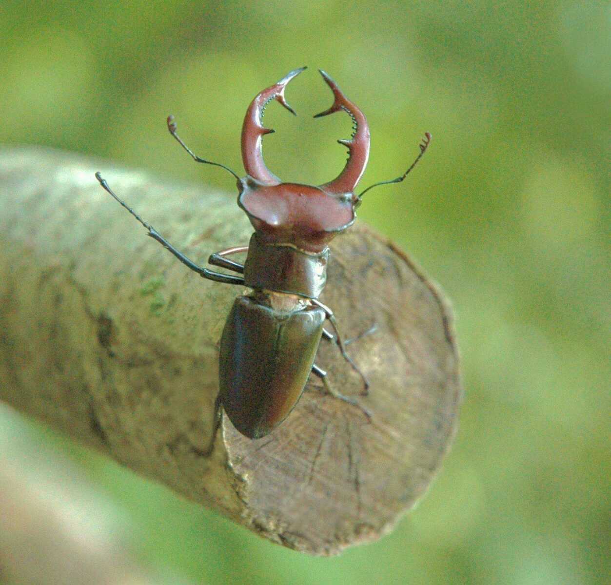 Fierce-looking beetle actually harmless