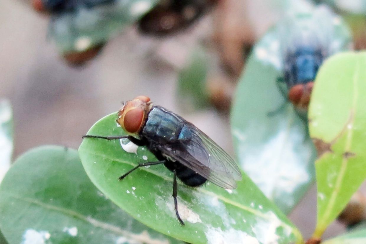 Flesh-eating fly could be back in Missouri soon, experts war...