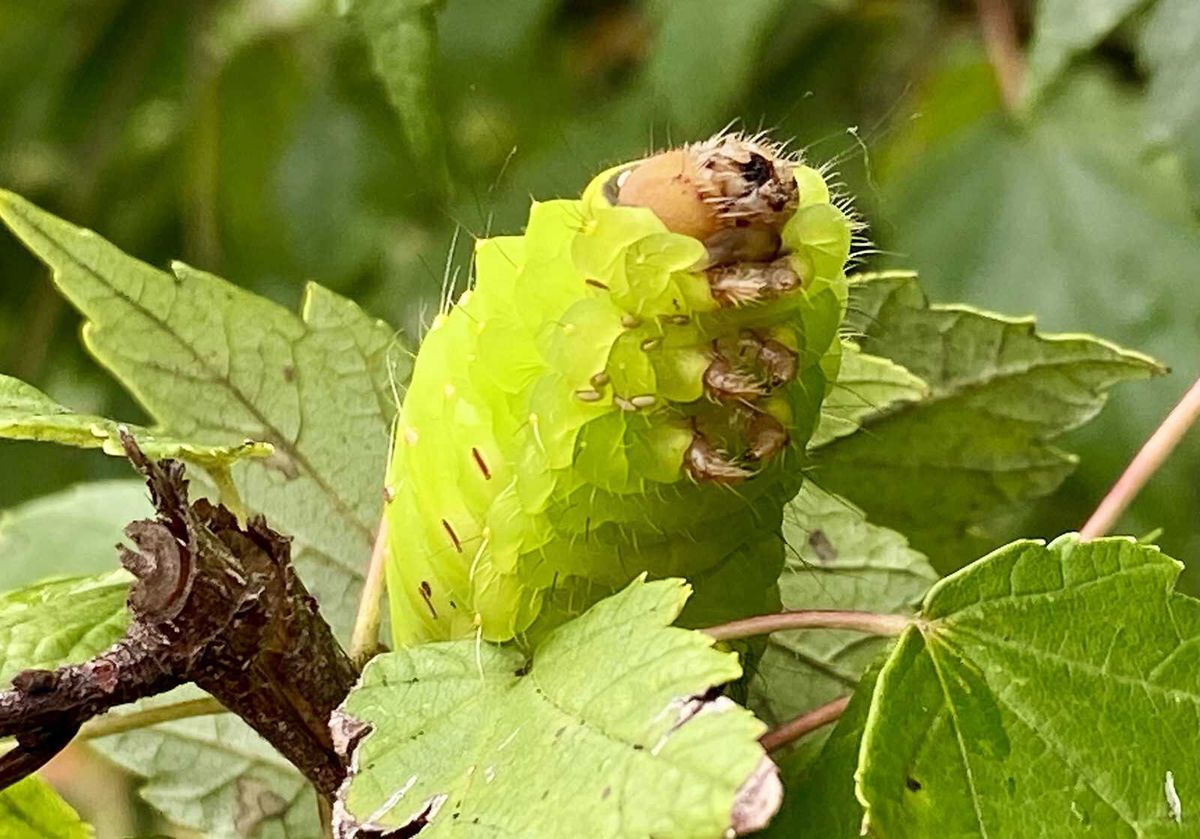 A fat green worm