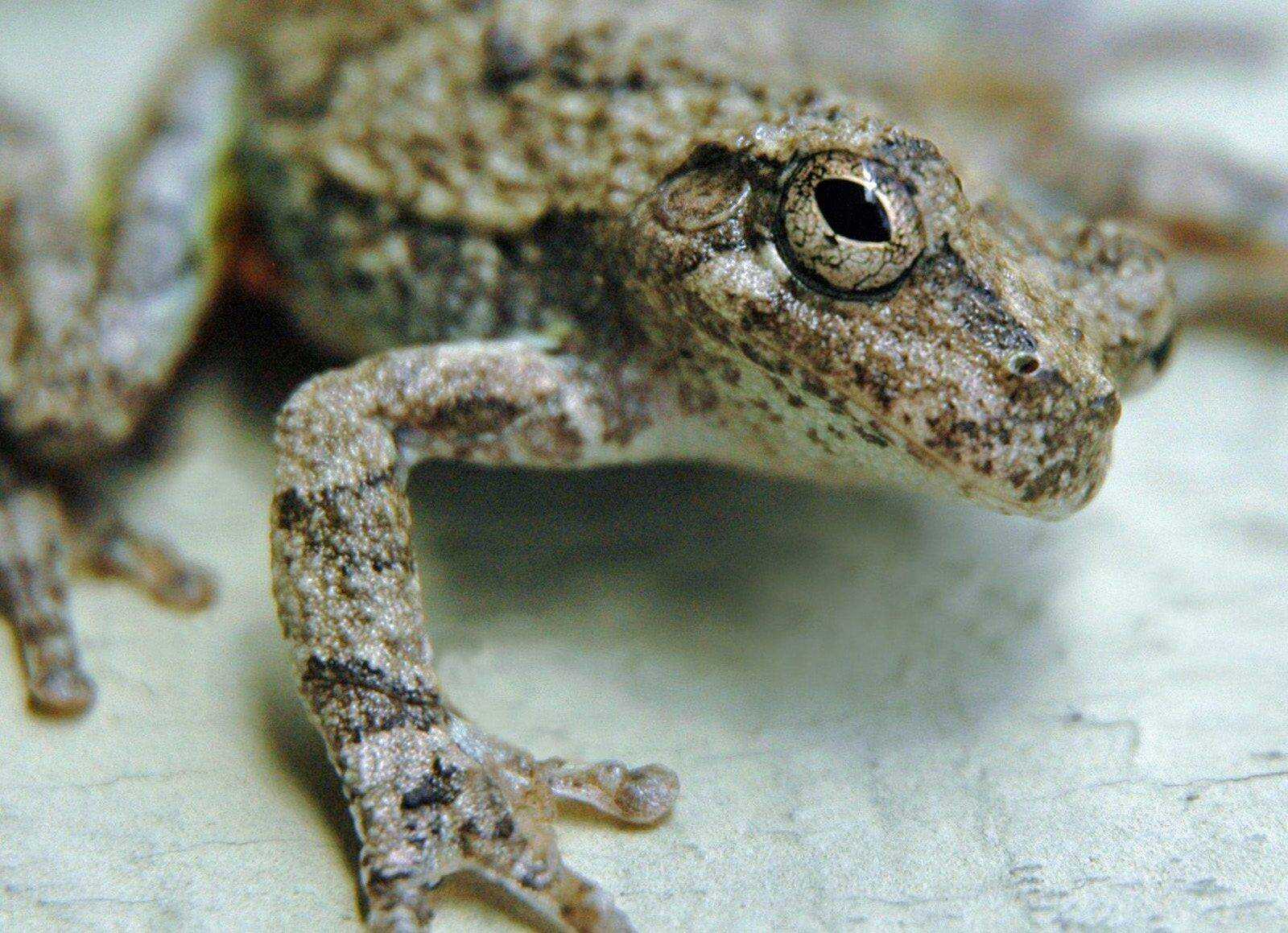 Tree frogs: Masters of camouflage