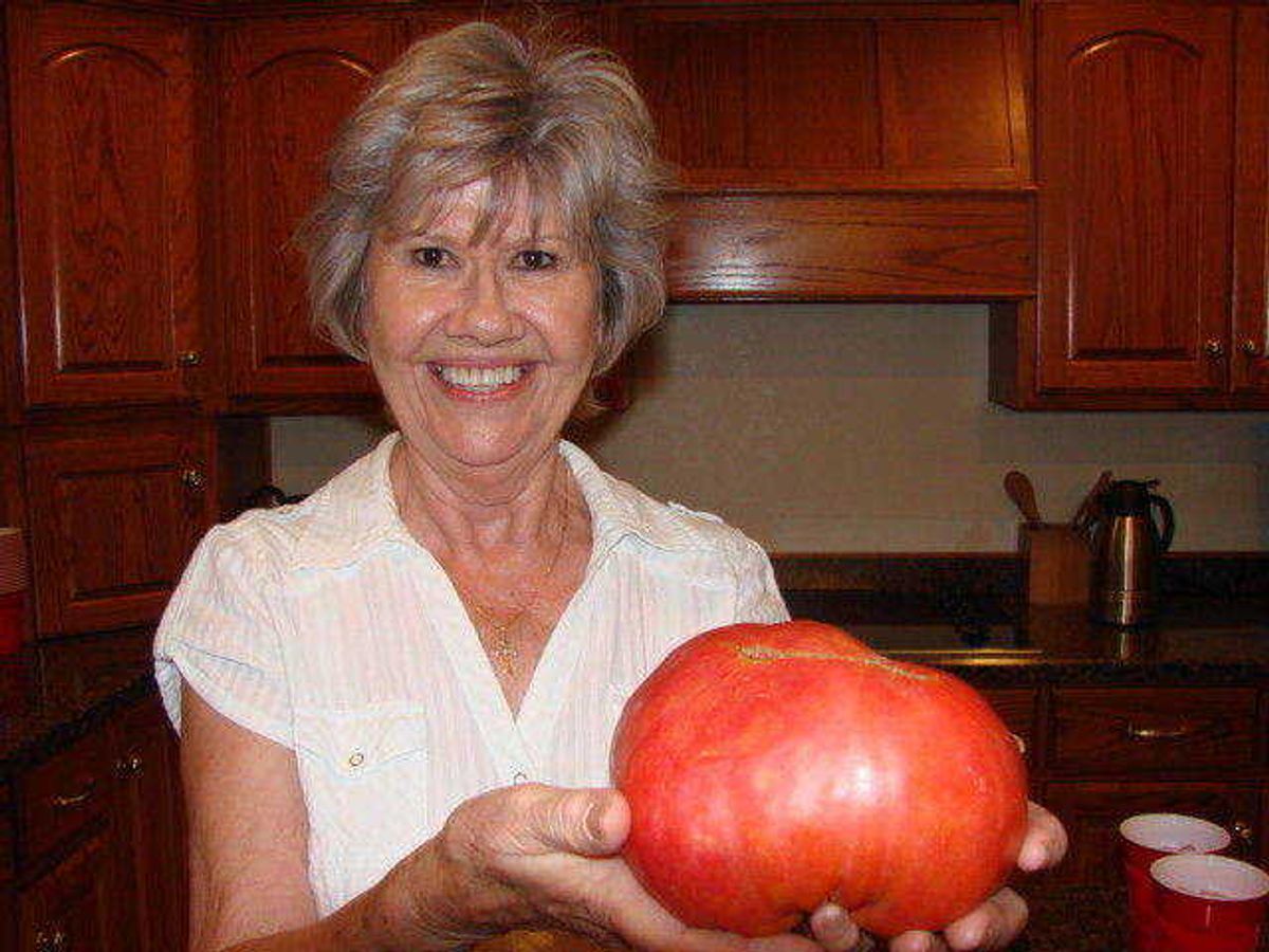 Two pound tomato