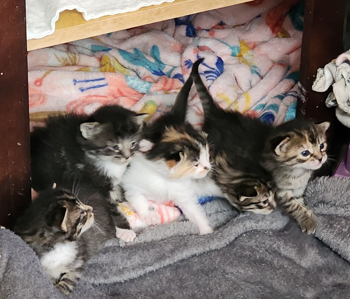 Adopt kittens 3-1-25