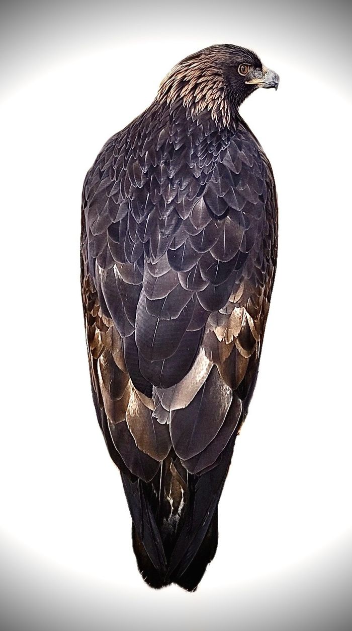 Through the Woods: Bigger than a bald eagle