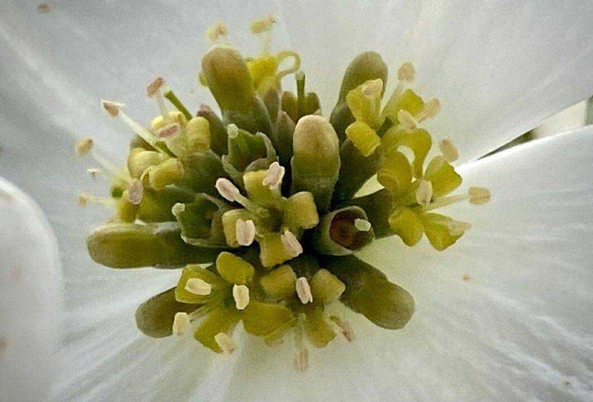 Flowers inside the flower?