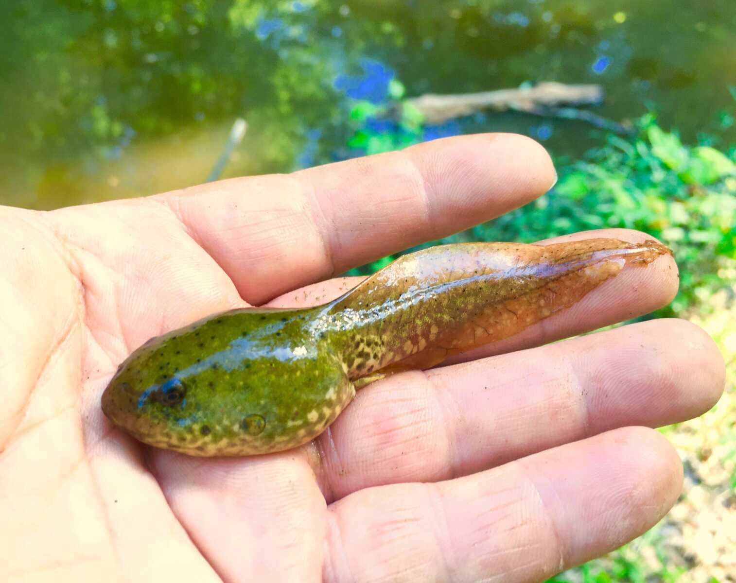 North America's largest tadpole