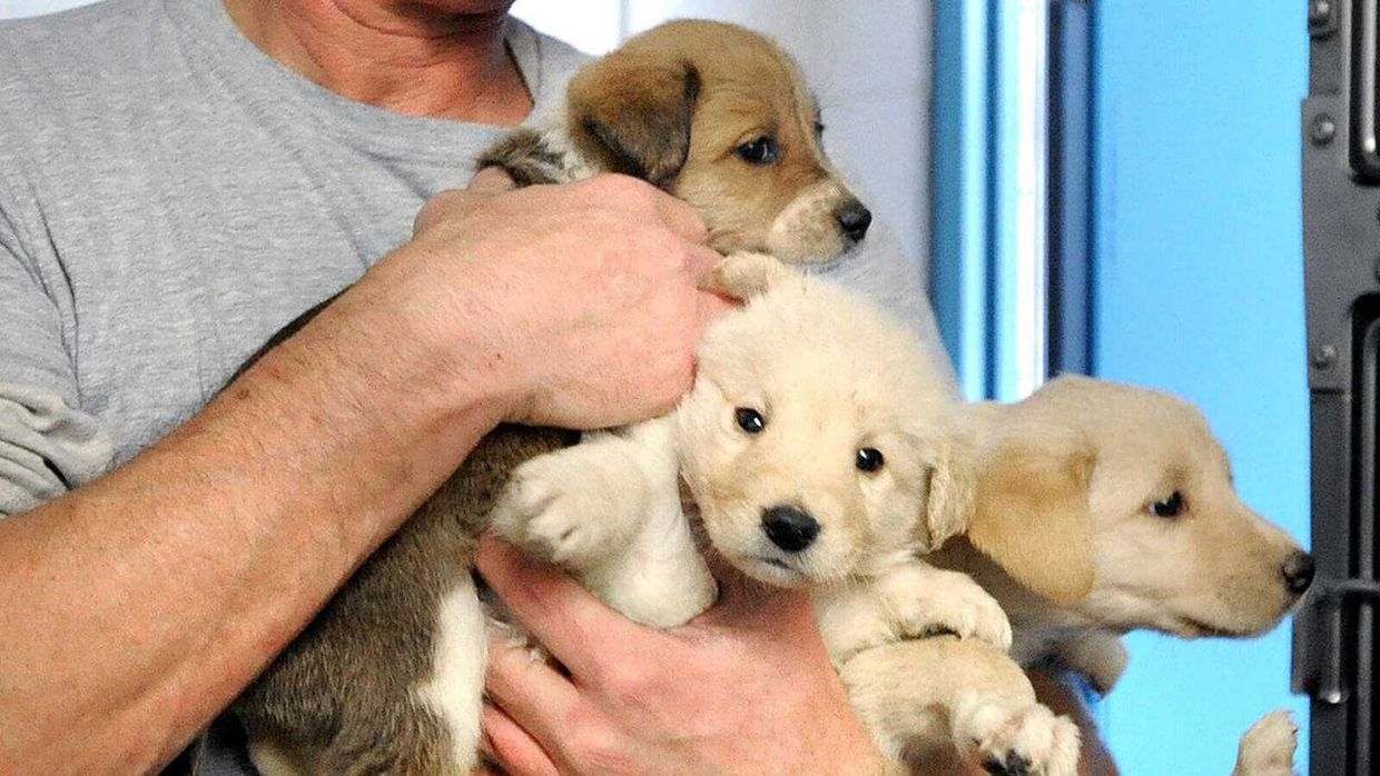 Southeast Missouri Pets to host food auction in November