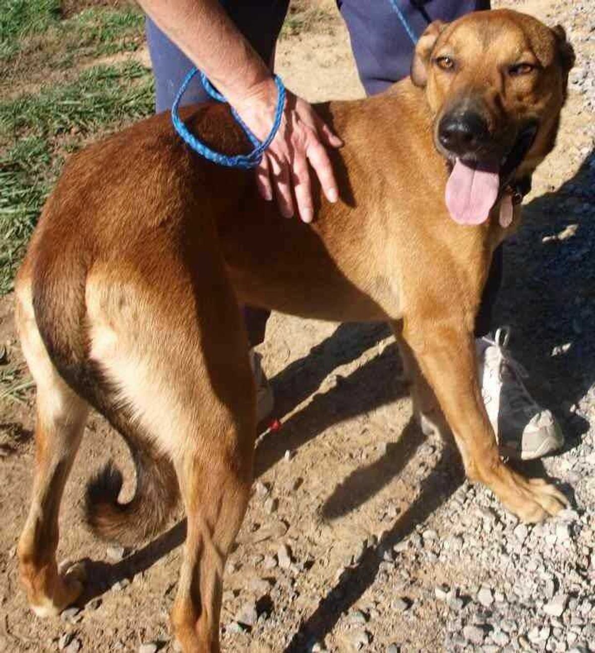 Safe Harbor Animal Sanctuary's Adorable Adoptable