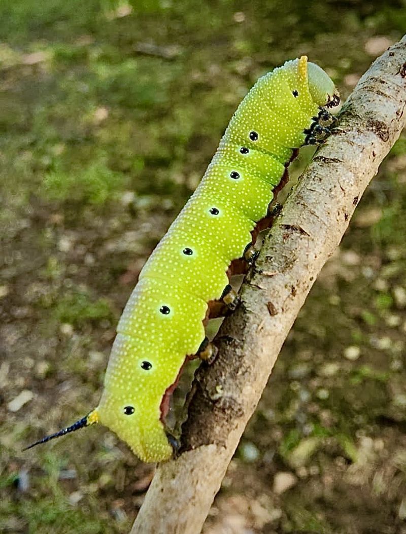 Through the Woods: Not a tomato hornworm
