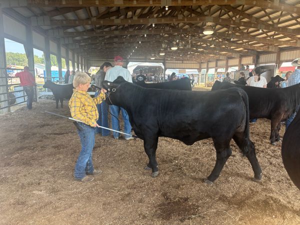Photo gallery: Livestock exhibitions and competitions at the SEMO Dist...