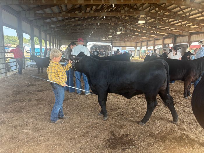 Photo gallery: Livestock exhibitions and competitions at the SEMO Dist...
