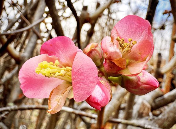 Through the Woods: Blooms in January
