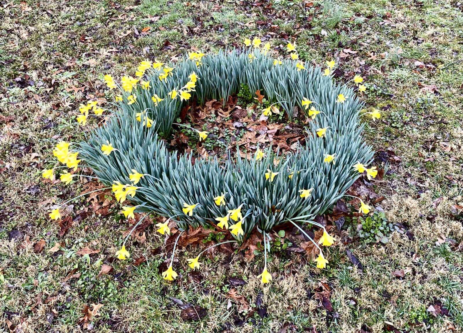 A donut full of jonquils