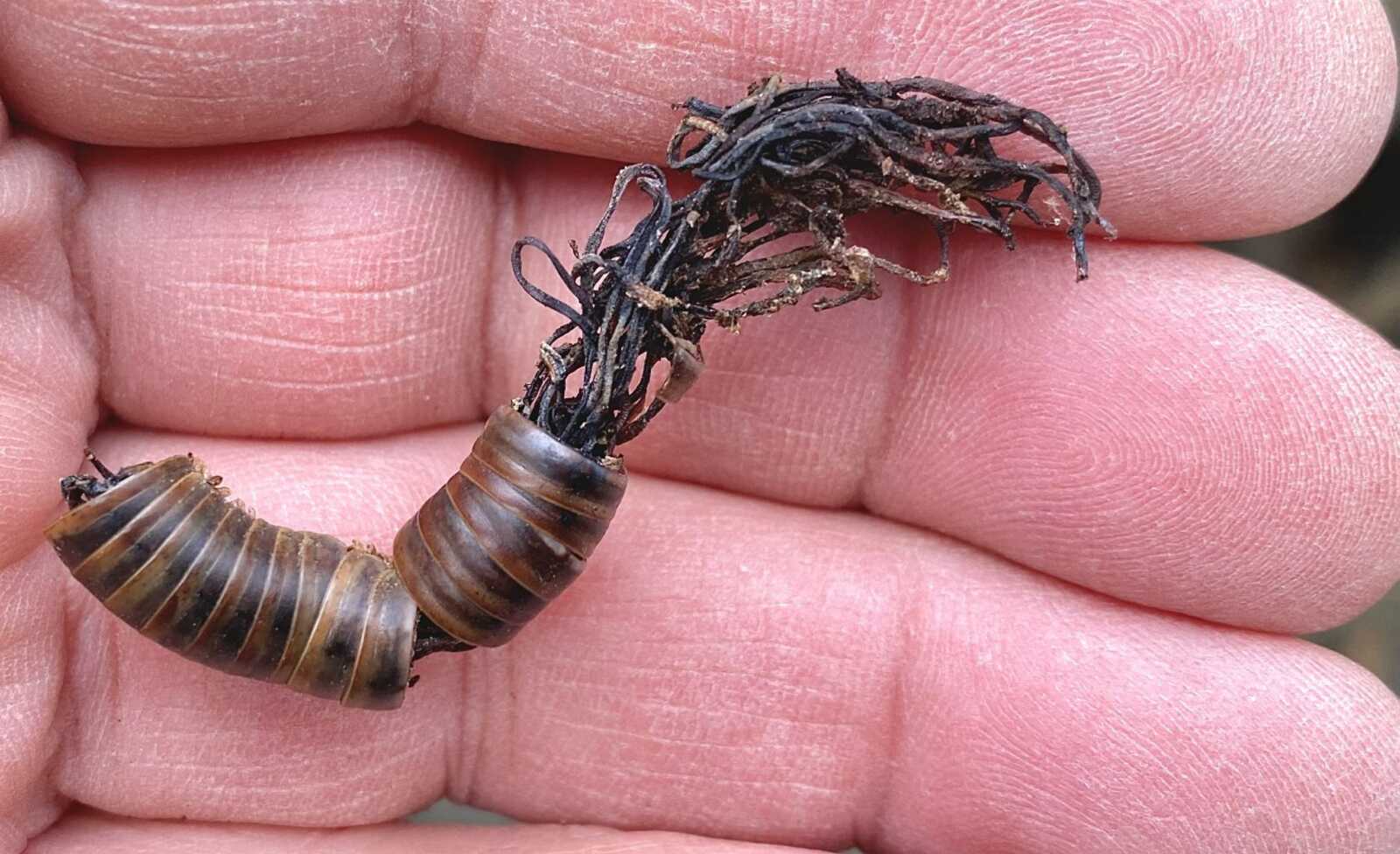 Inside the millipede