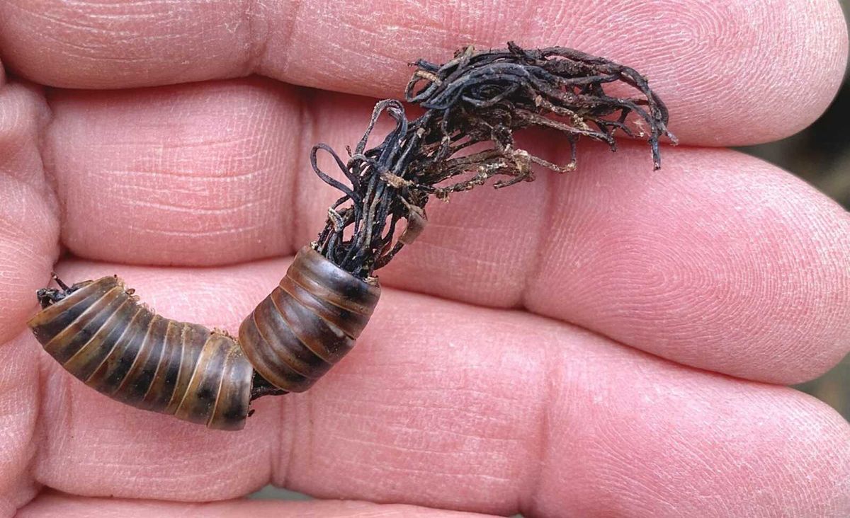 Inside the millipede
