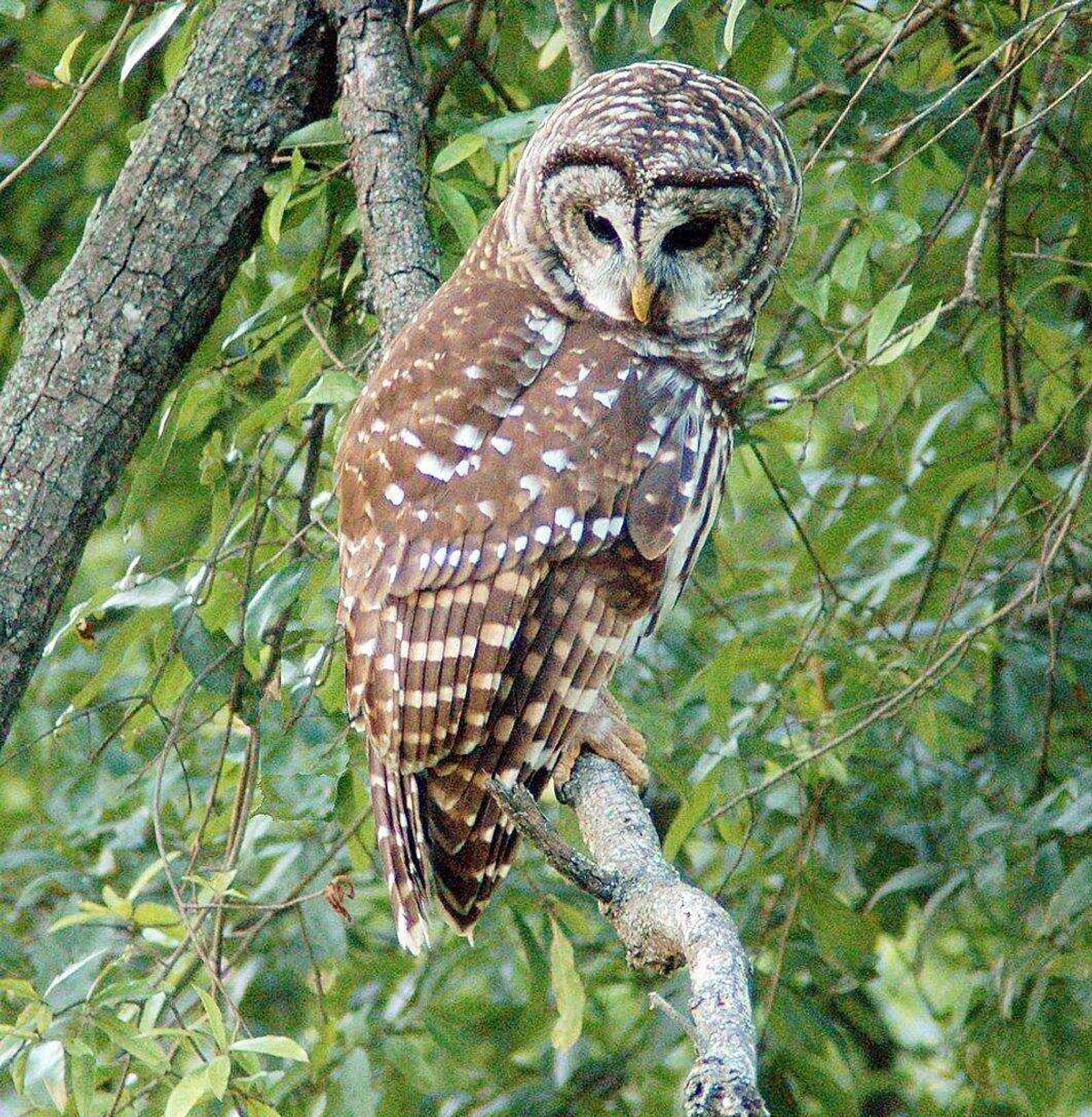Dark-eyed owl looks for prey