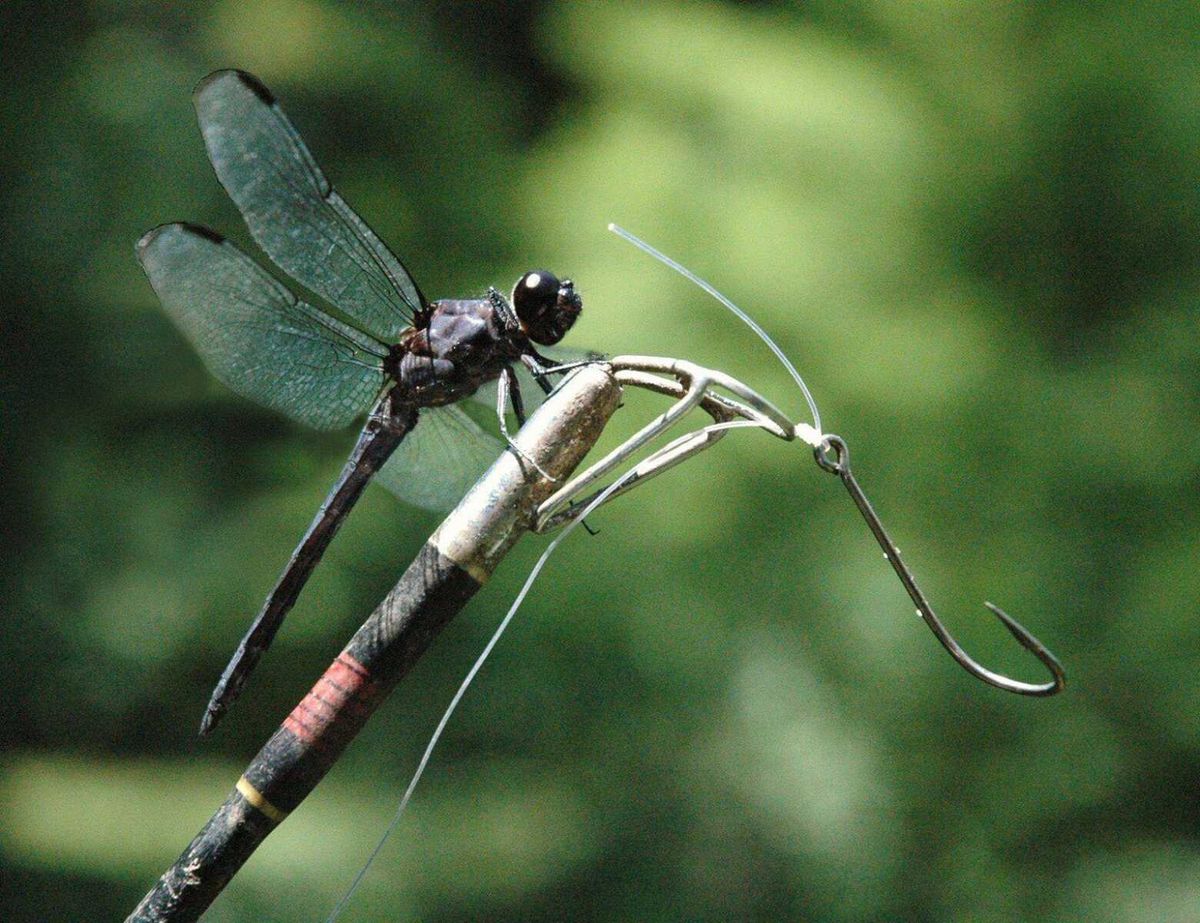 The world's fastest insects