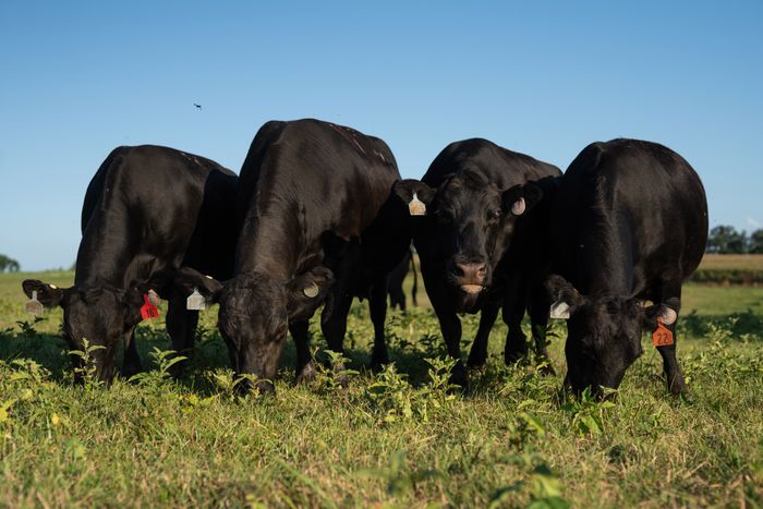 Generational Farming in Southeast Missouri: Blending tradition and inn...