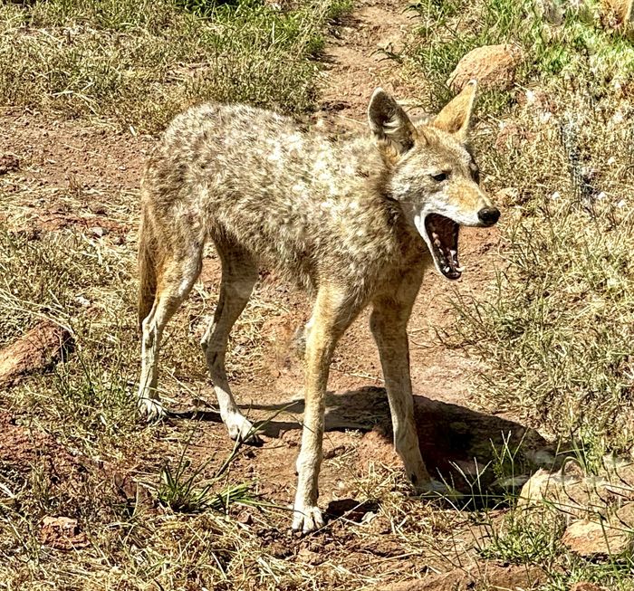 Through the Woods: Coyote
