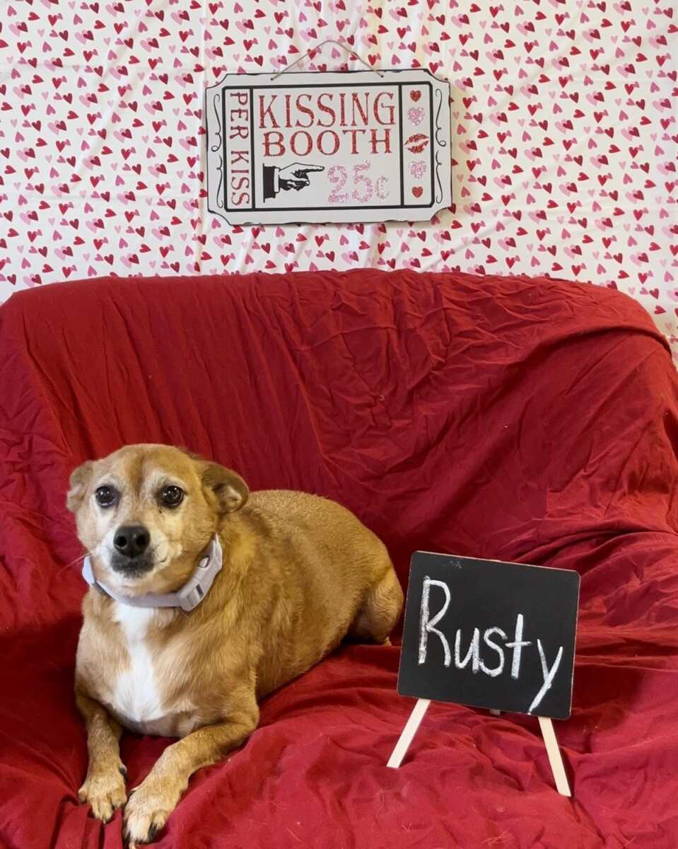 Adopt Rusty 2-18-24