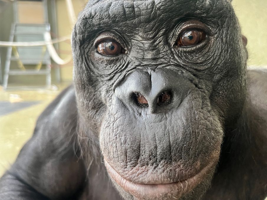 Can apes play pretend? Scientists use an imaginary tea party to find o...