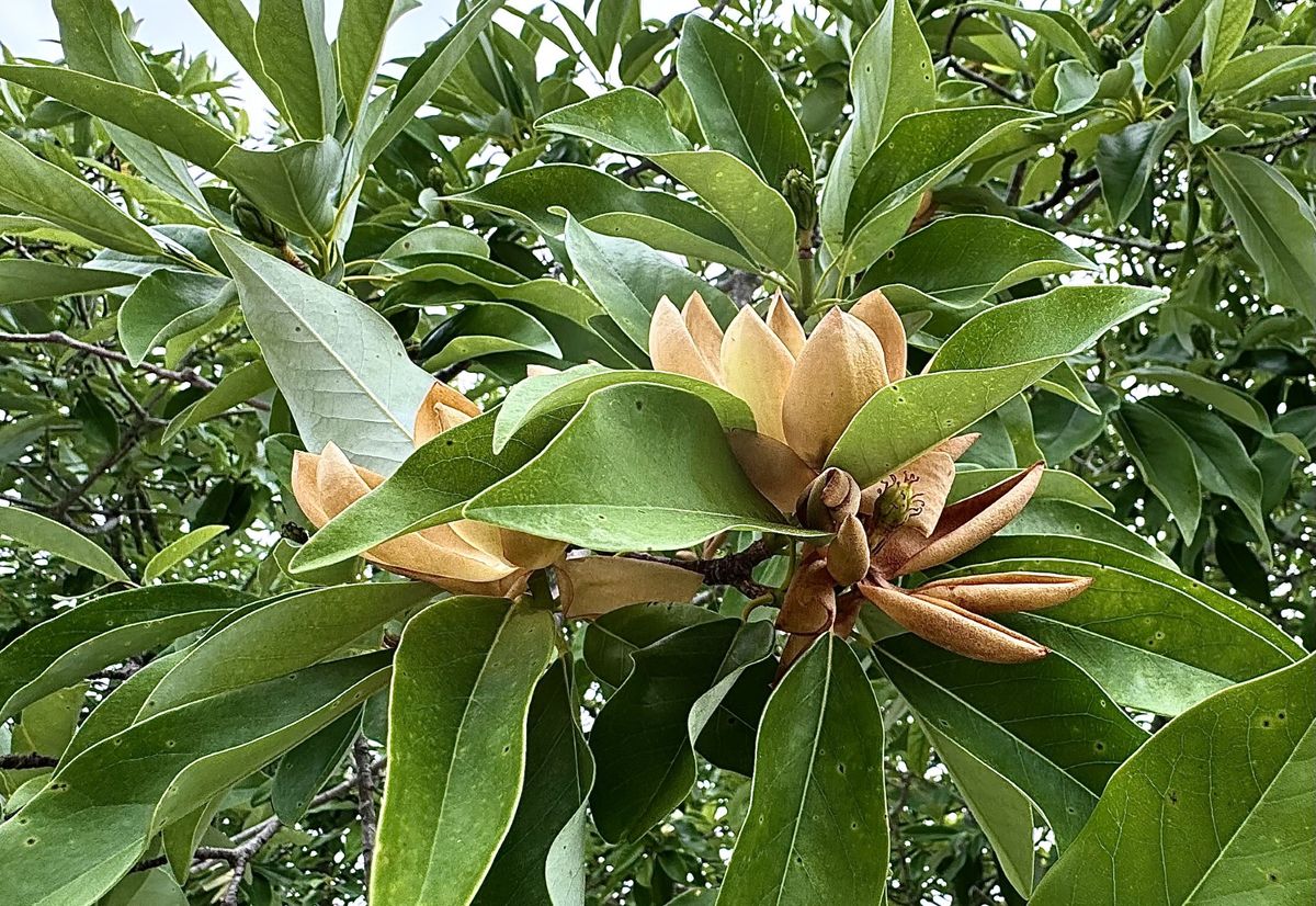 Through the Woods: Another magnolia tree