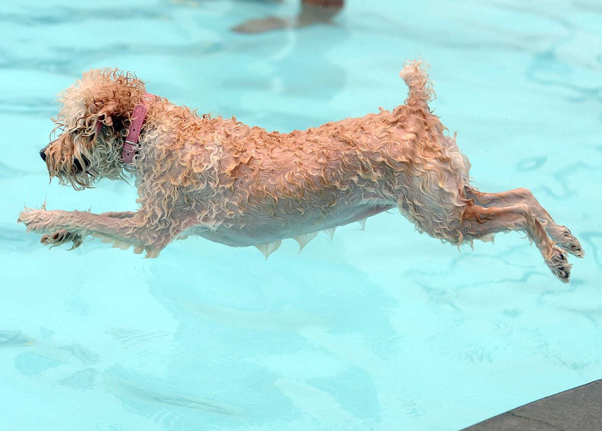 Doggy Swim Day