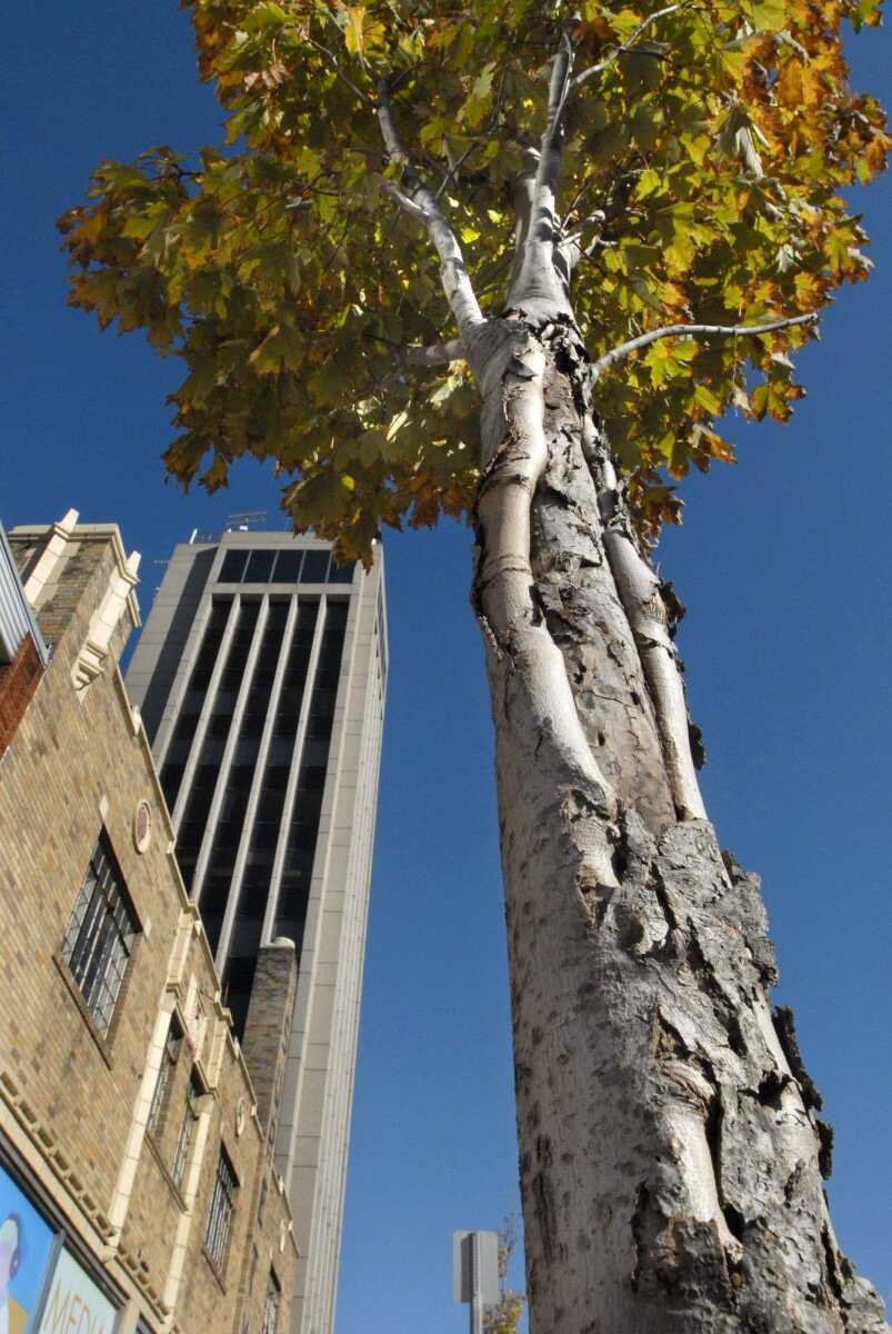 Dr. Grow: Sunscald is a common problem for newly planted trees