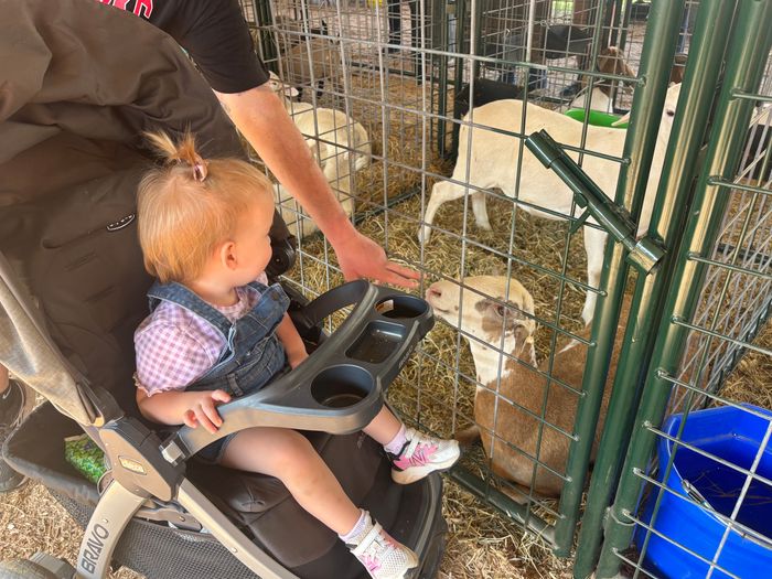 Photo gallery: Livestock exhibitions and competitions at the SEMO Dist...