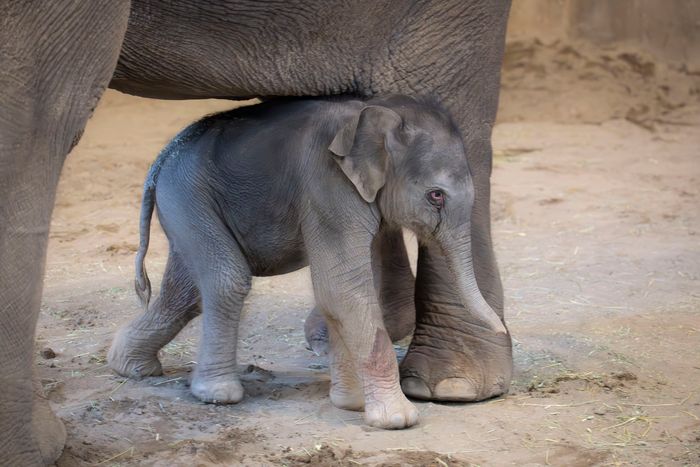 The Oregon Zoo welcomes a new baby elephant