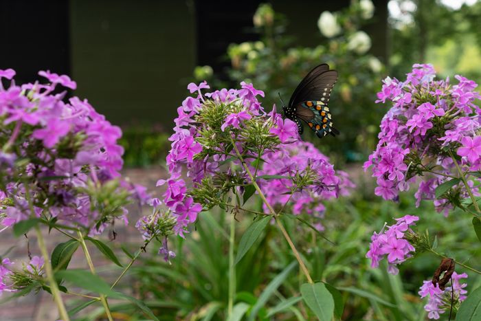 Generational Farming in Southeast Missouri: Blending tradition and inn...
