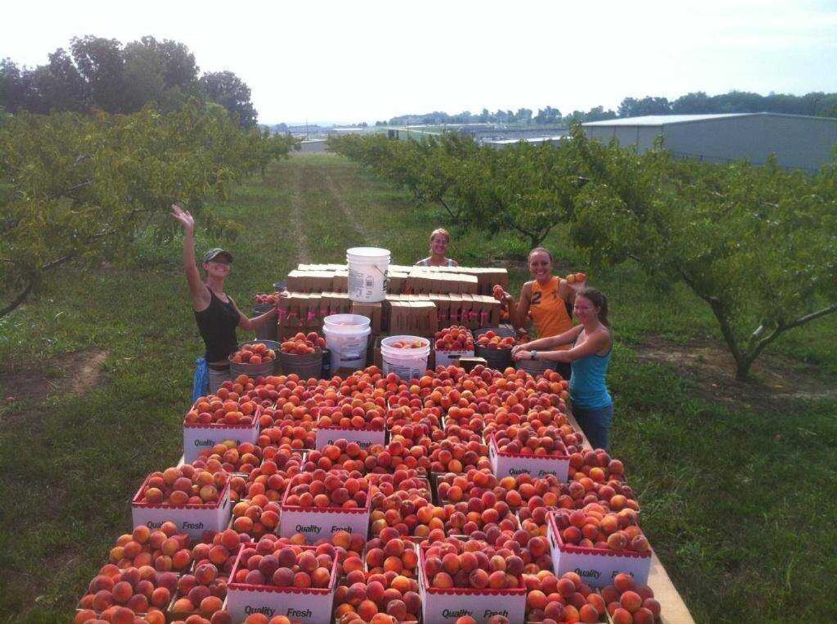 Pioneer Peaches - Cape